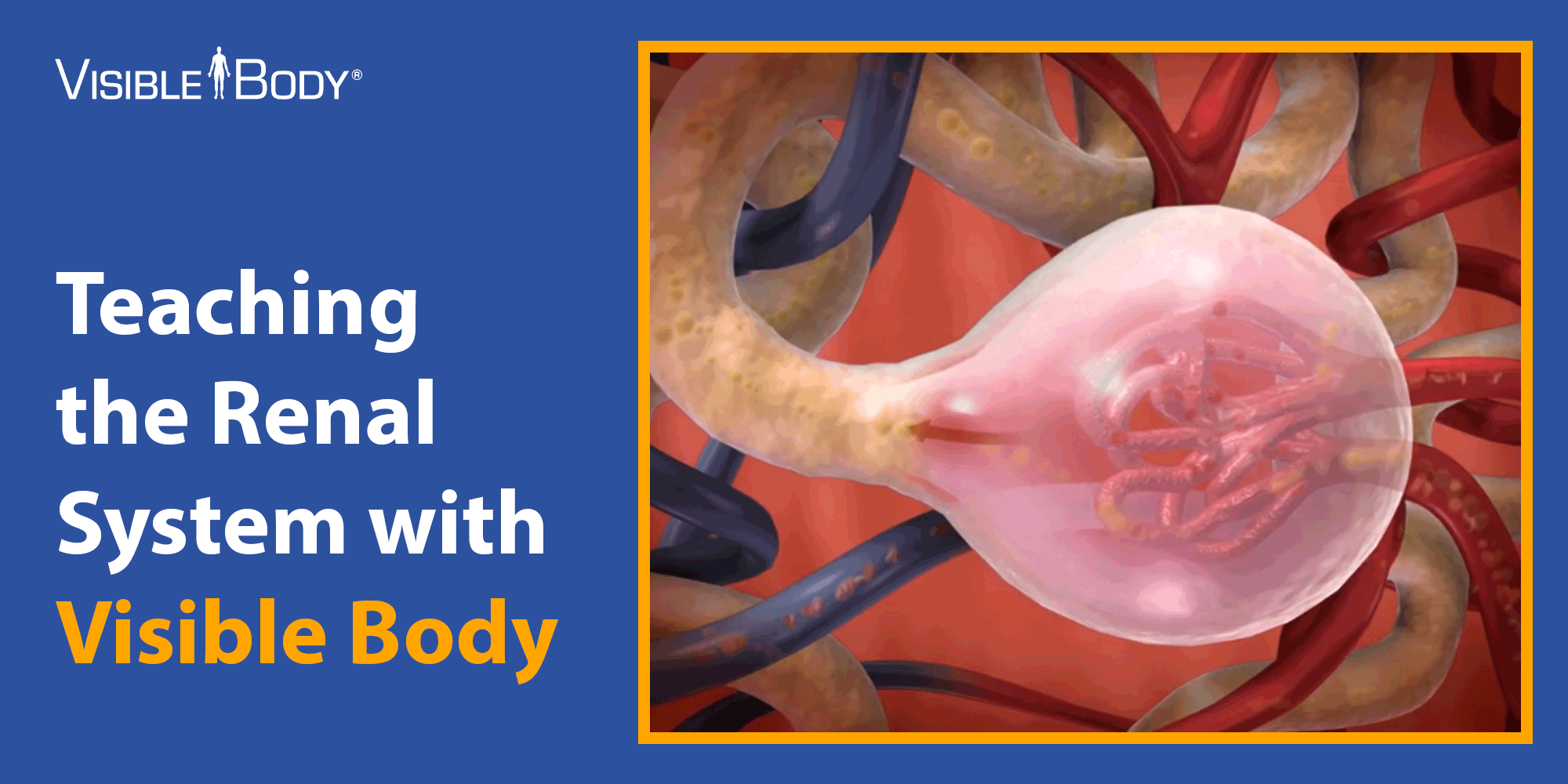 How to Teach Renal System Anatomy & Physiology with Visible Body ... How to Teach Renal System Anatomy & Physiology with Visible Body ...